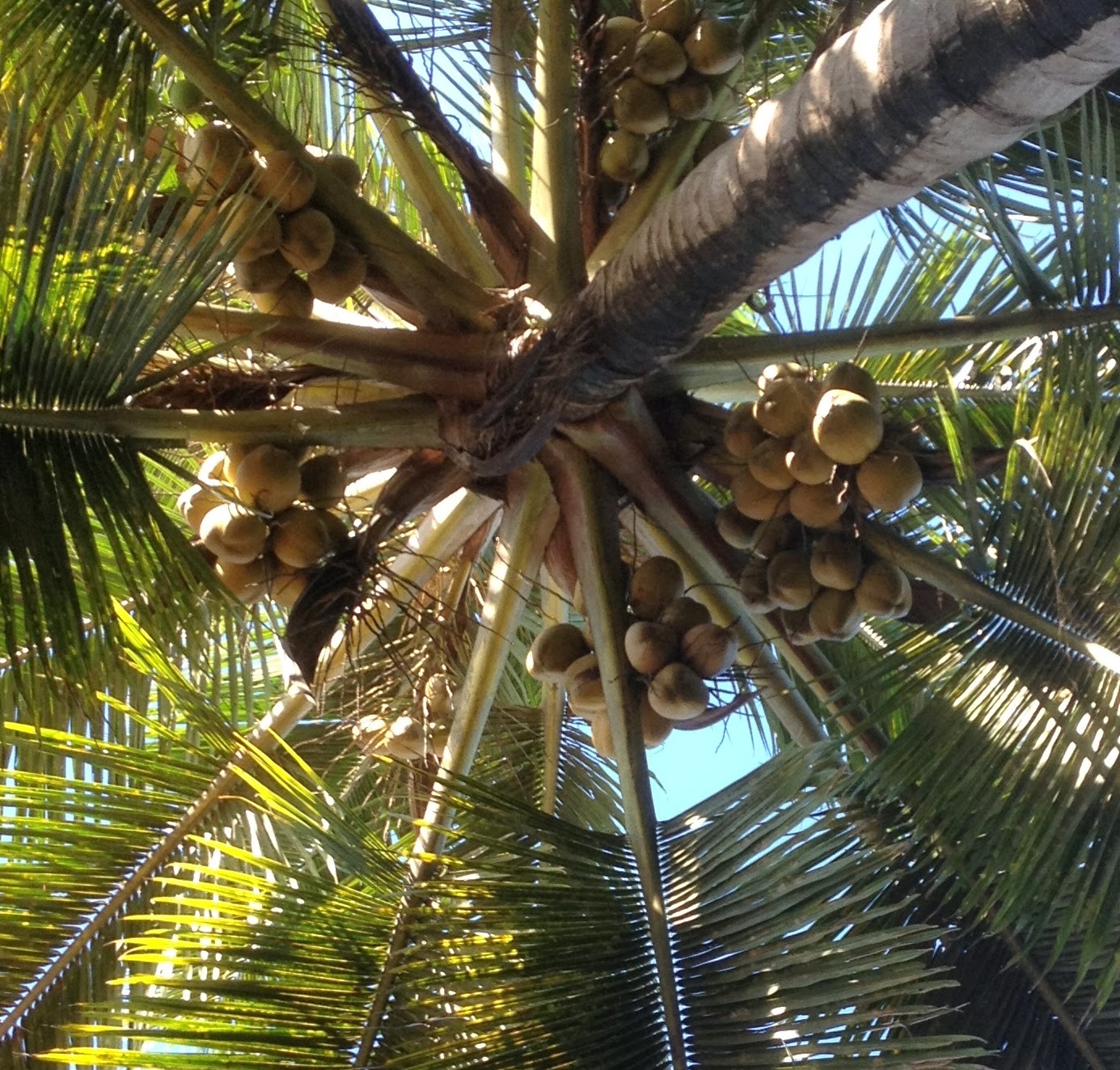 Made-in-togo | Cocotier